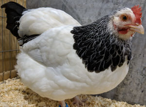 Bantams. A guide to everything you need to know about keeping smaller ...