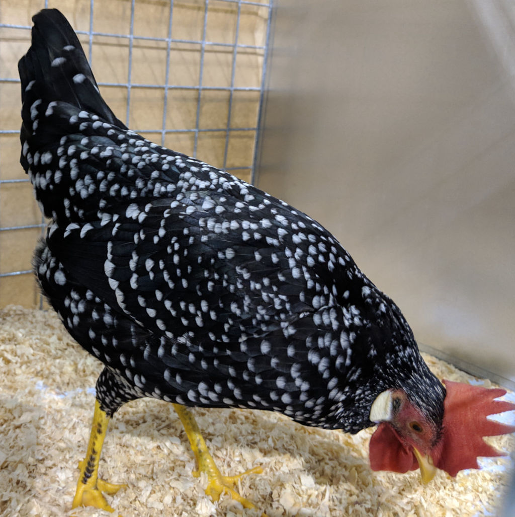 Bantams. A guide to everything you need to know about keeping smaller ...