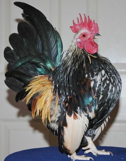 Serama Bantams - Cluckin
