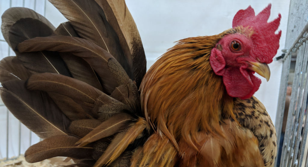 Characteristics of the Serama bantam. - Cluckin