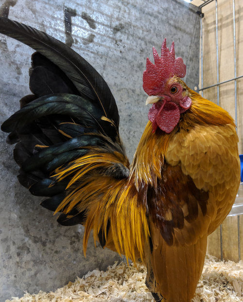 Serama bantam colours. - Cluckin