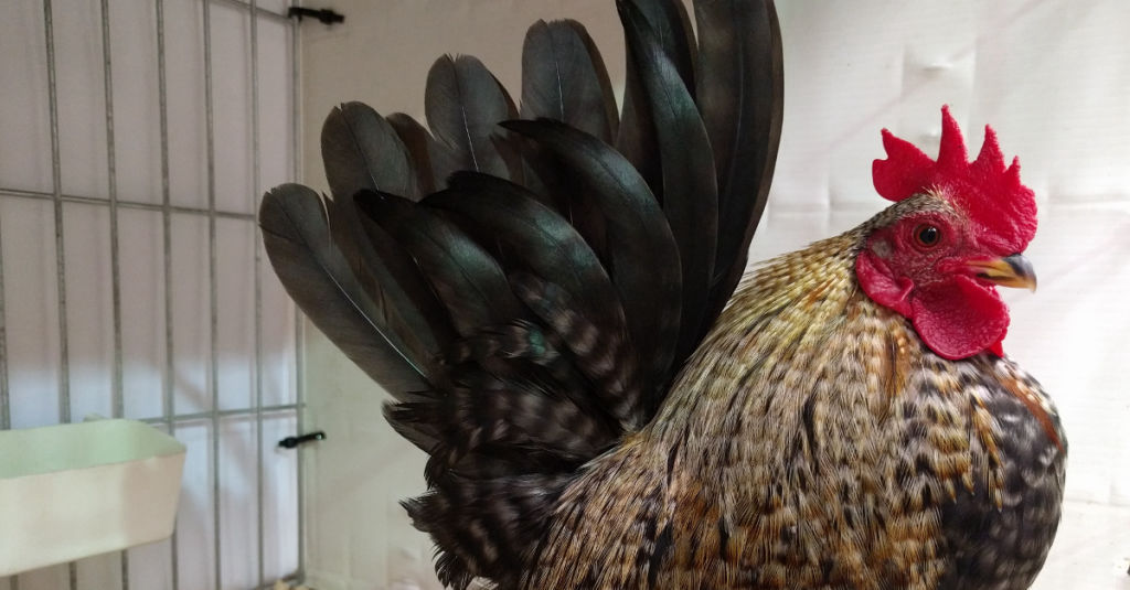 Serama bantam colours. - Cluckin