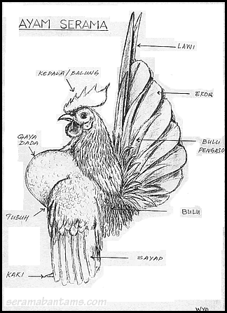 The histroy and origin of the Serama bantam chicken. - Cluckin