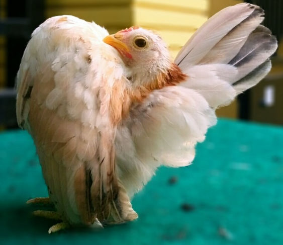 Types and varieties of Serama bantams. - Cluckin