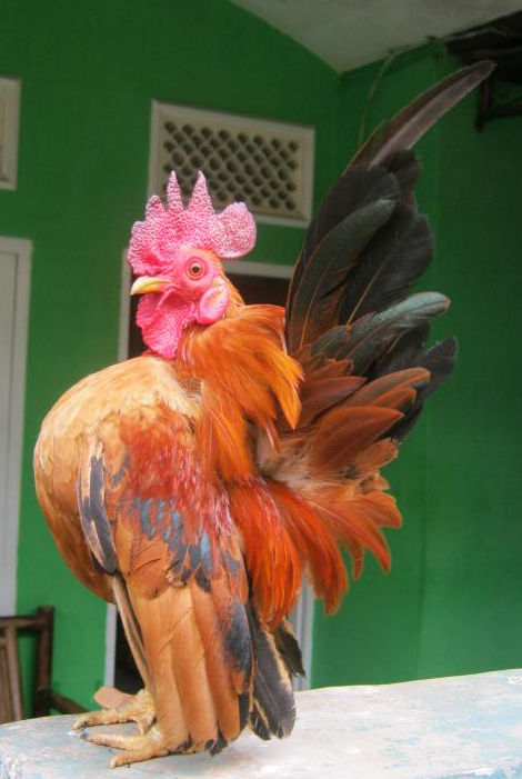 Types and varieties of Serama bantams. - Cluckin