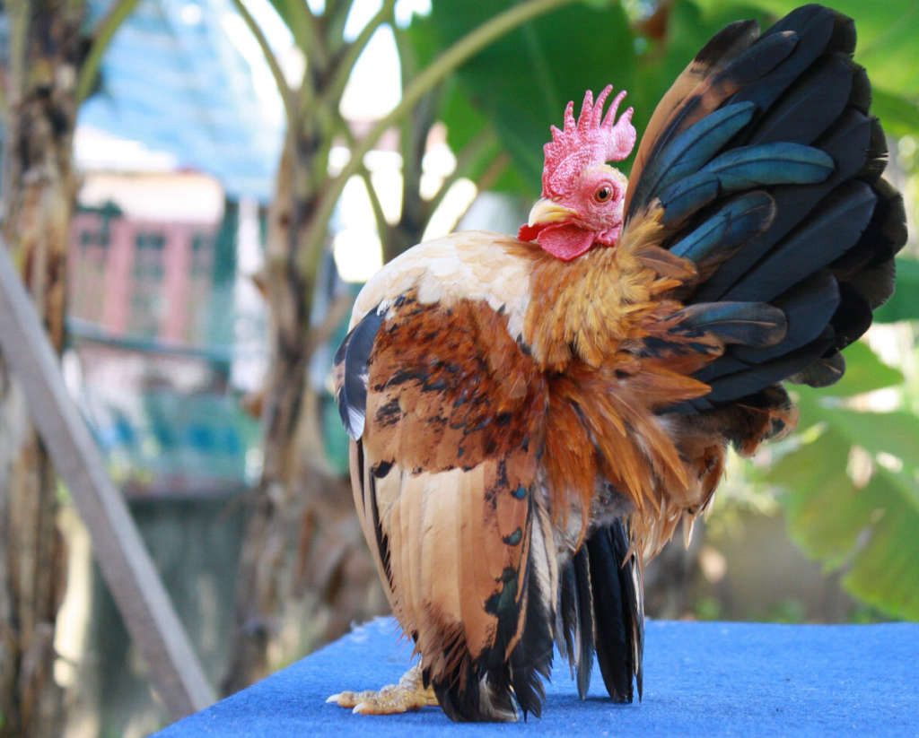 Types and varieties of Serama bantams. - Cluckin