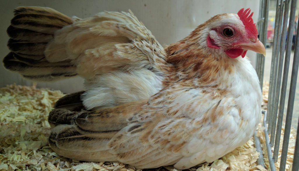 Incubation and hatching of Serama eggs. - Cluckin