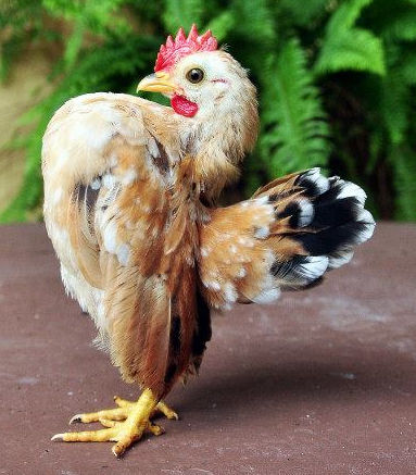 Breeding Serama bantams. - Cluckin