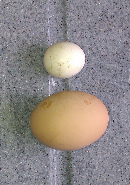 Japanese bantams as egg layers. - Cluckin