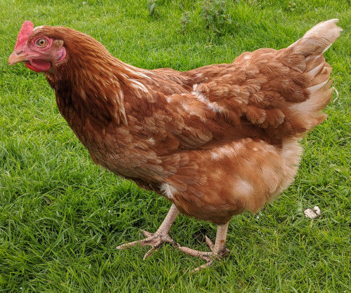 Laying hens and their care. - Cluckin