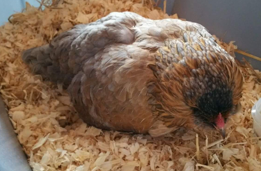 The sick chicken symptom checker. - Cluckin