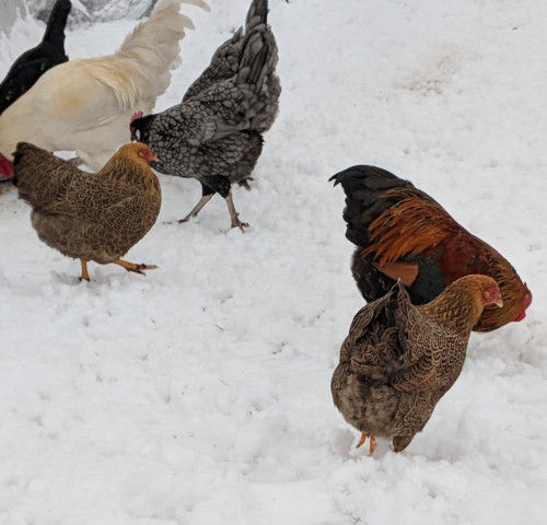 What makes chickens cold hardy and which breeds are best? - Cluckin