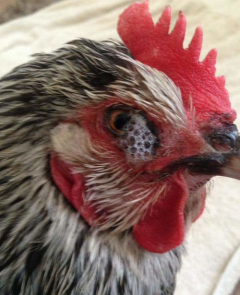 Identification and treatment of infectious bronchitis (IB) in chickens ...