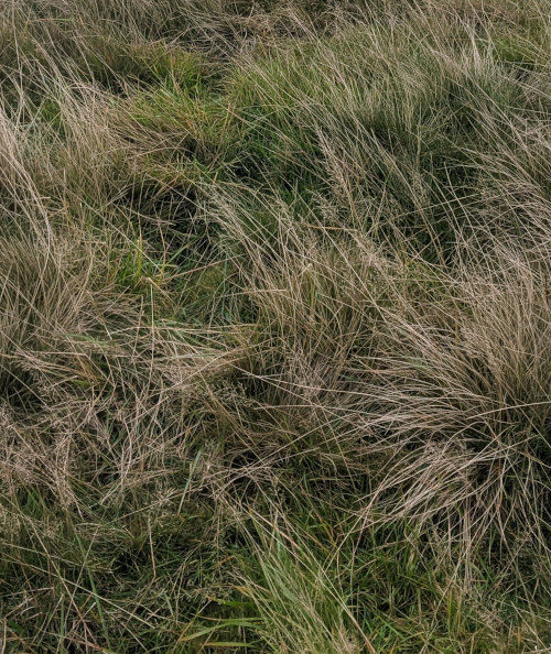 Can and should chickens eat grass and is it good for them? - Cluckin