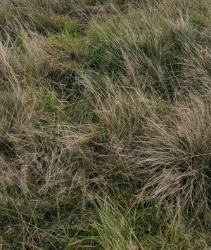 Can and should chickens eat grass and is it good for them? - Cluckin