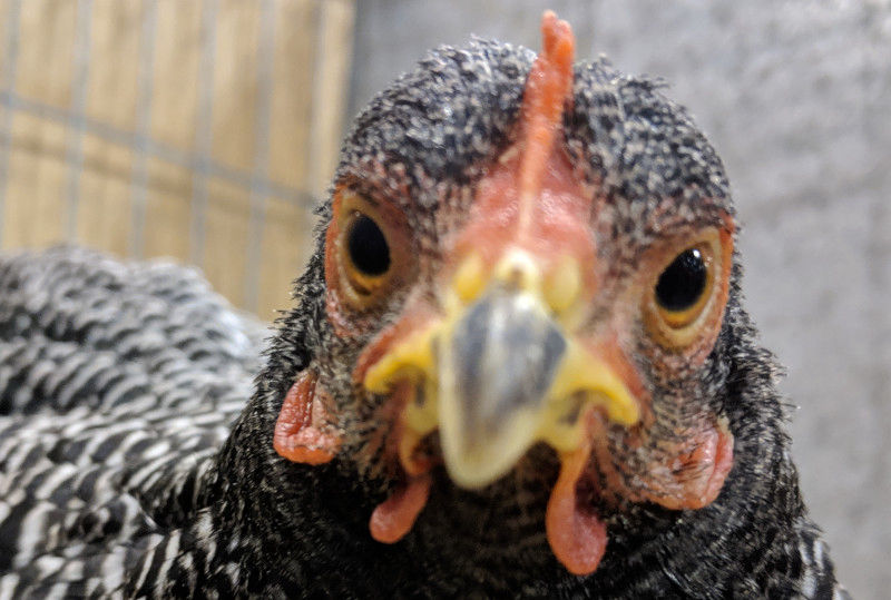 What is wrong with my chickens comb? - Cluckin