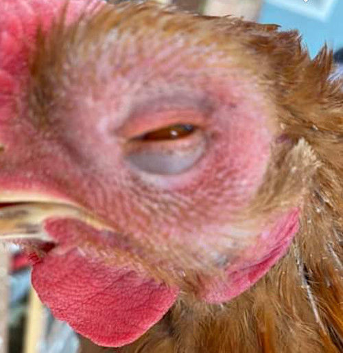 What is wrong with my chickens comb? - Cluckin