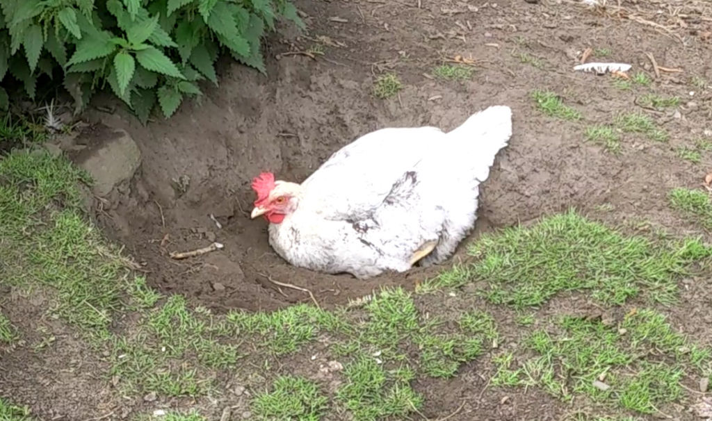 How do chickens keep themselves clean? - Cluckin