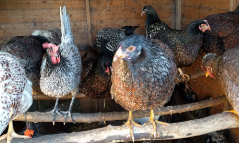 19 causes of stress in chickens and how to reduce it in your flock ...