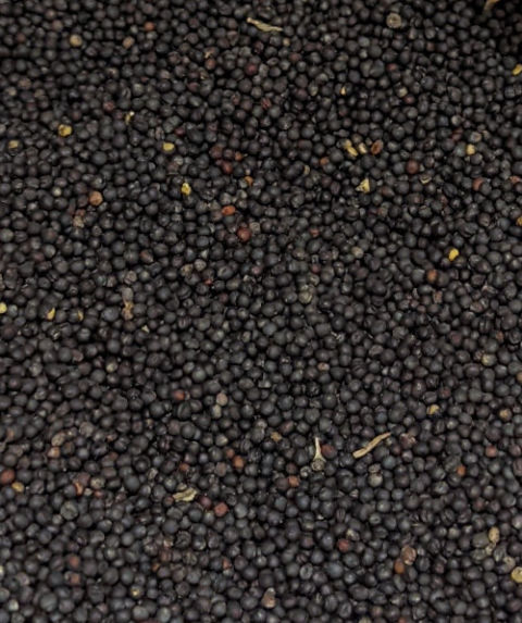 What seeds can chickens eat? 17 seeds tested and costed. - Cluckin