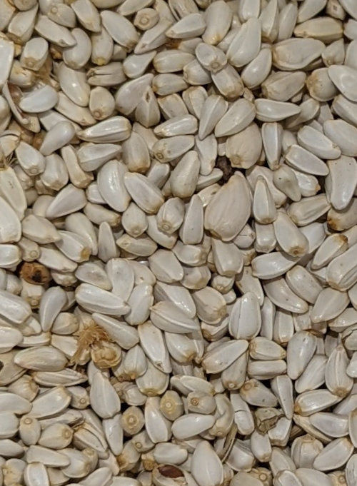 What seeds can chickens eat? 17 seeds tested and costed. - Cluckin