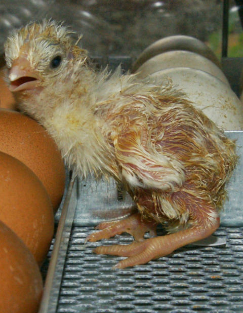 Why your eggs aren't hatching and what to do about it. - Cluckin