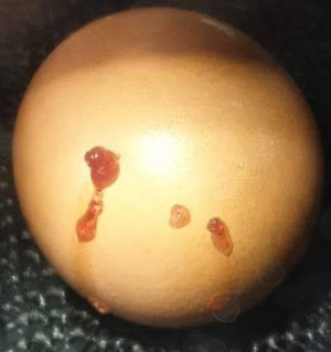 Why your eggs aren't hatching and what to do about it. - Cluckin