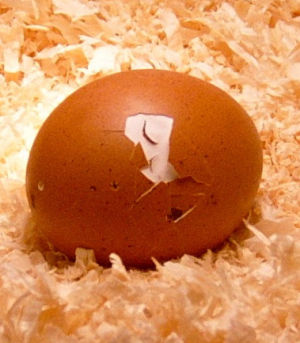 Why your eggs aren't hatching and what to do about it. - Cluckin