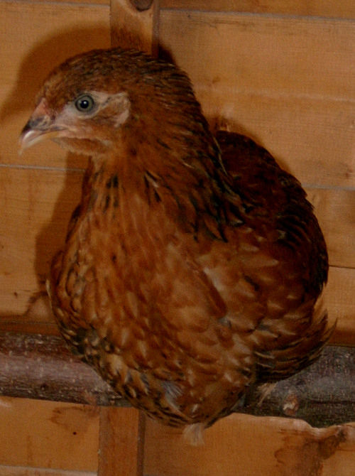 A chicken's bedtime: What is it and why does it change? - Cluckin