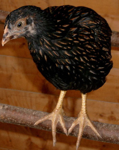 A chicken's bedtime: What is it and why does it change? - Cluckin