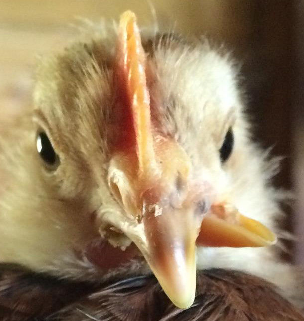 What is wrong with my chicken's beak? - Cluckin