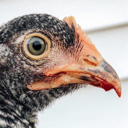 What is wrong with my chicken's beak? - Cluckin