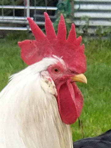 What is wrong with my chicken's beak? - Cluckin