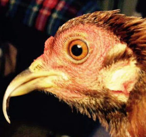What is wrong with my chicken's beak? - Cluckin