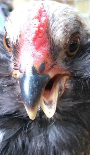 What is wrong with my chicken's beak? - Cluckin