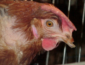 What is wrong with my chicken's beak? - Cluckin