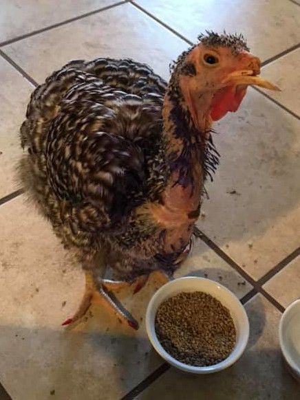 What is wrong with my chicken's beak? - Cluckin