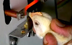 What is wrong with my chicken's beak? - Cluckin