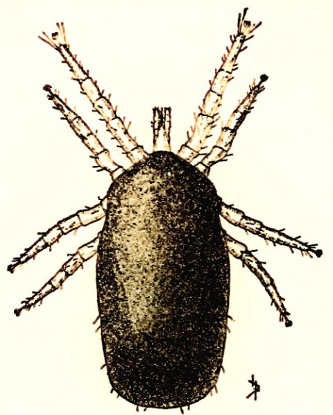 Chicken mites, what are they and how to deal with them. With mite FAQ'S ...