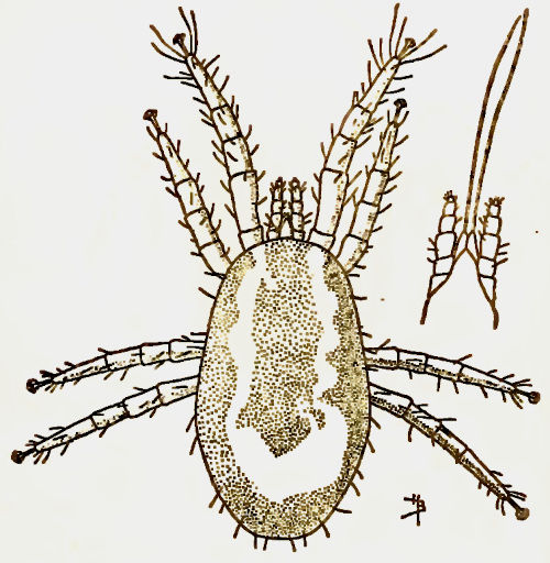 Chicken mites, what are they and how to deal with them. With mite FAQ'S ...