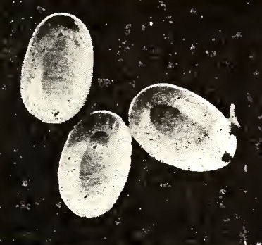 Chicken mites, what are they and how to deal with them. With mite FAQ'S ...