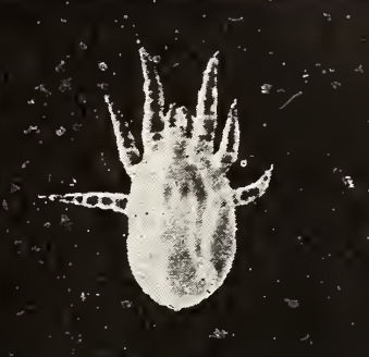 Chicken mites, what are they and how to deal with them. With mite FAQ'S ...