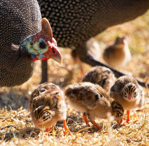 The complete A to Z of what Guinea fowl can eat. - Cluckin