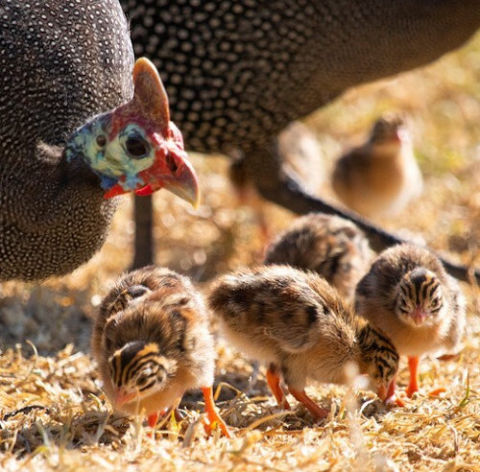 The complete A to Z of what Guinea fowl can eat. - Cluckin