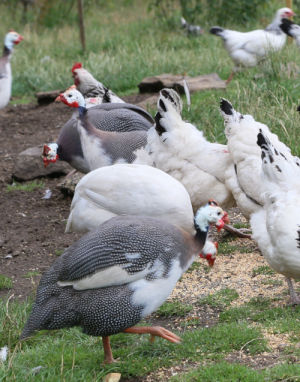 The complete A to Z of what Guinea fowl can eat. - Cluckin