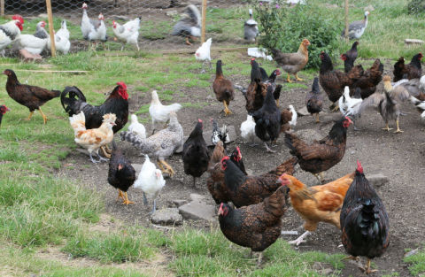 Chicken math explained with real examples. - Cluckin