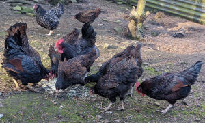 Chicken math explained with real examples. - Cluckin