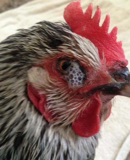 What is wrong with my chickens eyes? Diagnose and treat eye problems in ...