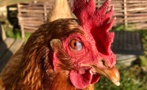 What is wrong with my chickens eyes? Diagnose and treat eye problems in ...