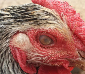 What is wrong with my chickens eyes? Diagnose and treat eye problems in ...